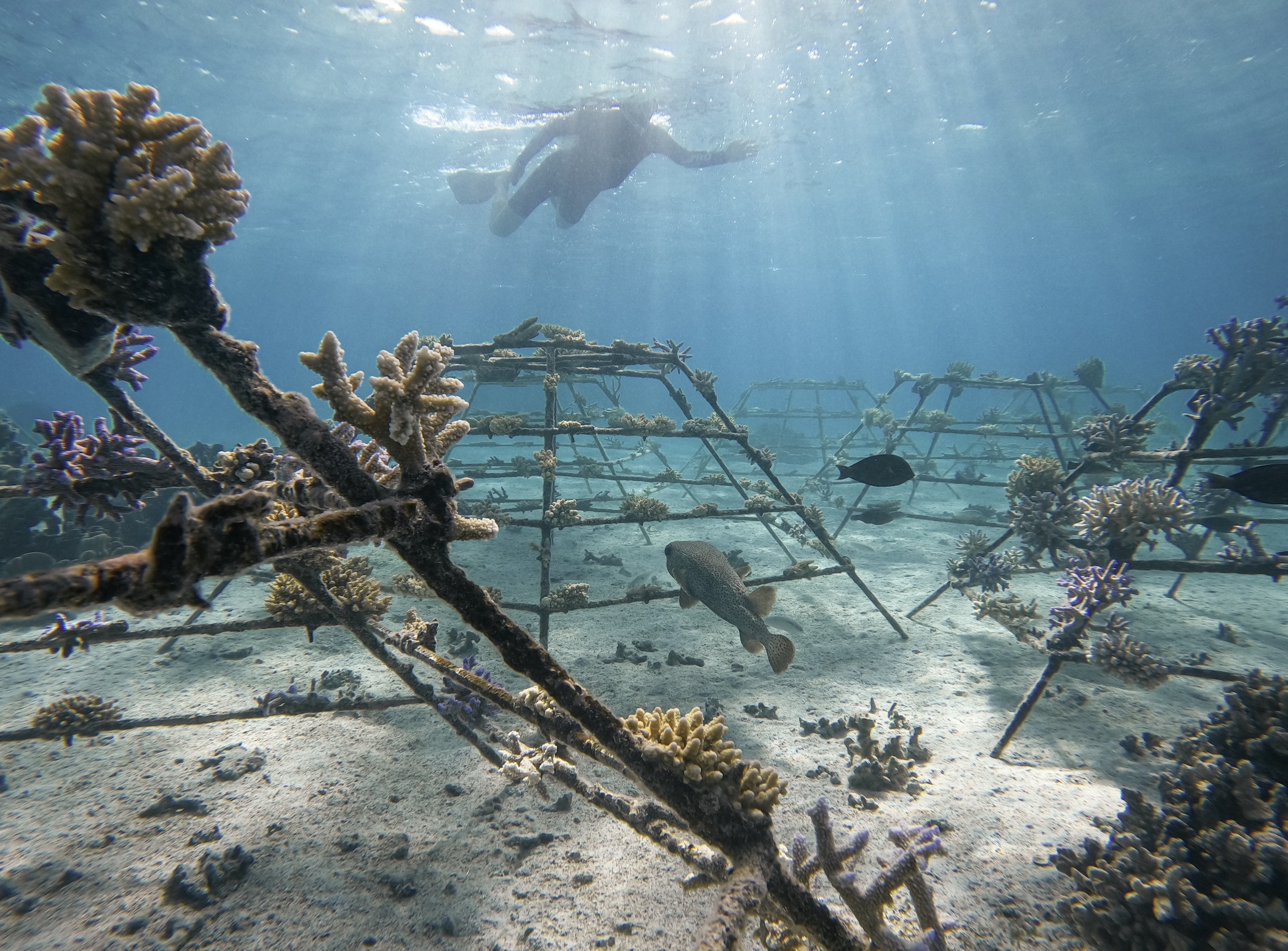 Bluer Ocean Project 2025